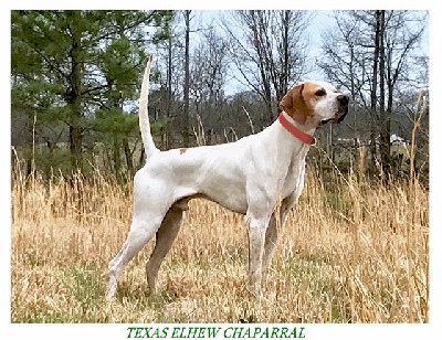 Welcome Pinehill Kennels