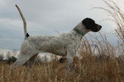 Welcome Pinehill Kennels