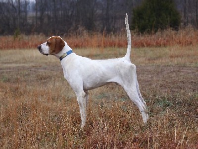 Welcome Pinehill Kennels