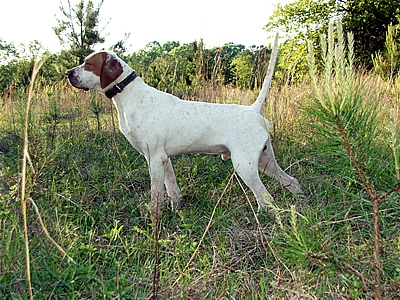 Welcome Pinehill Kennels