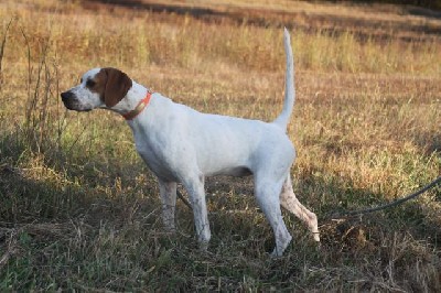 Welcome Pinehill Kennels