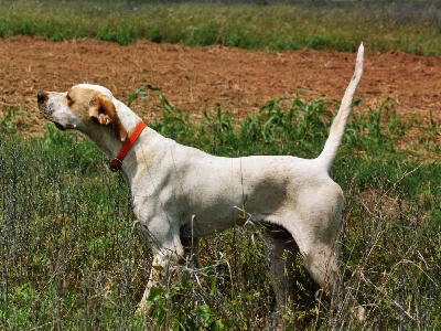 Welcome Pinehill Kennels