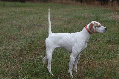 Welcome Pinehill Kennels